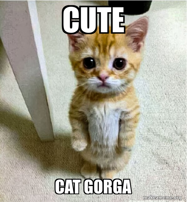 cute cat gorga - Cute Cat Standing Meme Generator