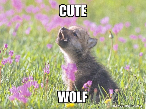 cute wolf - Baby Insanity Wolf Meme Generator