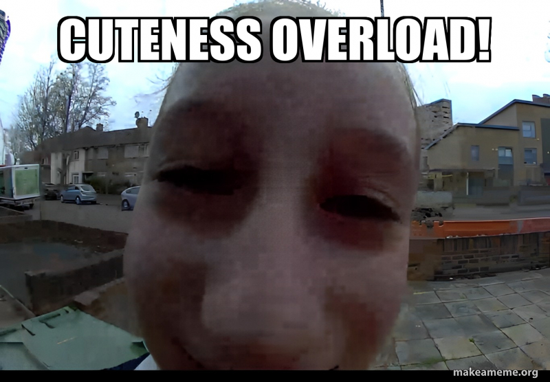 CUTENESS OVERLOAD! Meme Generator
