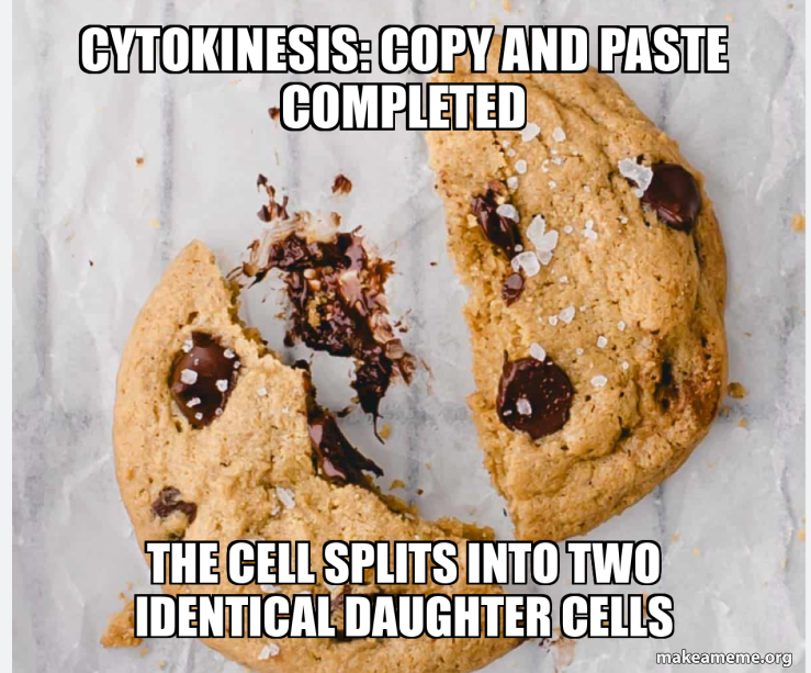 cytokinesis: copy and paste completed the cell splits into two ...