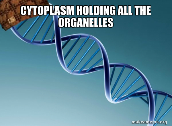 Cytoplasm holding all the organelles - Scumbag Genetics Meme Generator