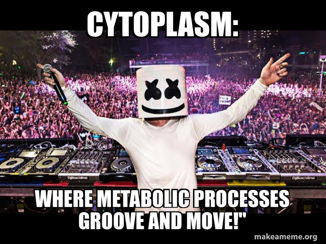 Cytoplasm: WHERE METABOLIC PROCESSES GROOVE AND MOVE!" Meme Generator