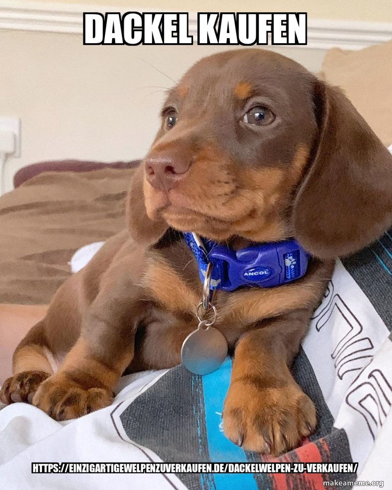 Dackel kaufen https://einzigartigewelpenzuverkaufen.de/dackelwelpen-zu ...