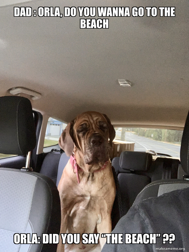 Dad : orla, do you wanna go to the beach Orla: did you say “the beach ...