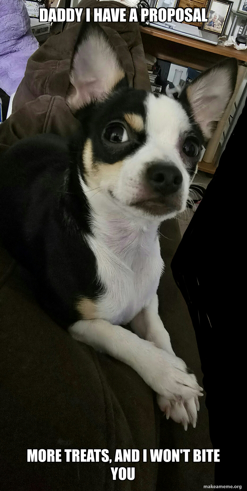 Daddy I have a proposal More treats, and I won't bite you - Happy ...