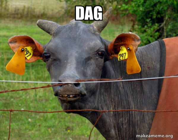 dag - Hairless Cow Meme Generator