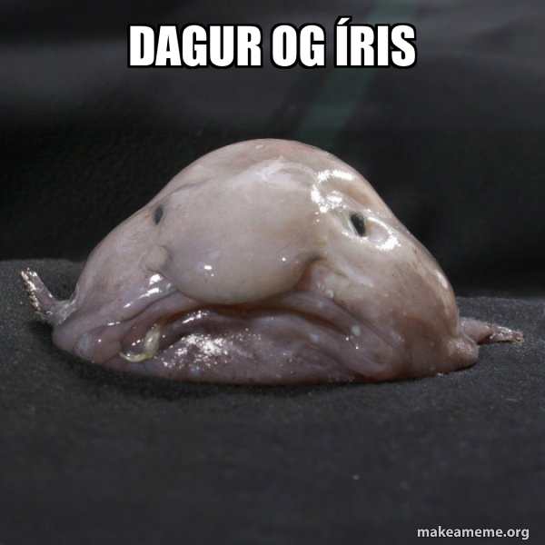 Dagur og Íris - Blobfish Meme Generator