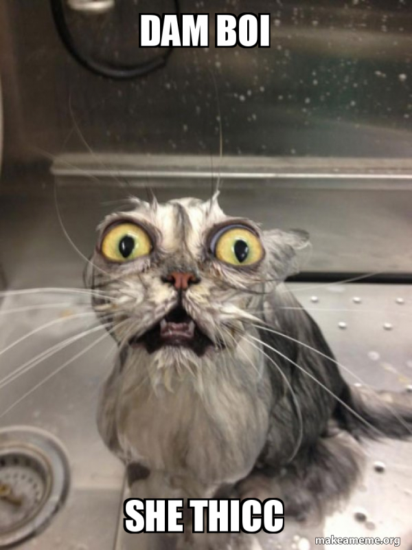 Dam Boi She Thicc Cat Bath Meme Generator