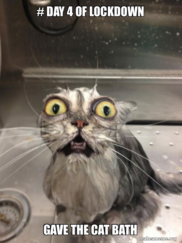 # DaY 4 OF LOCKDOWN GAVE THE CAT BATH - Cat bath Meme Generator