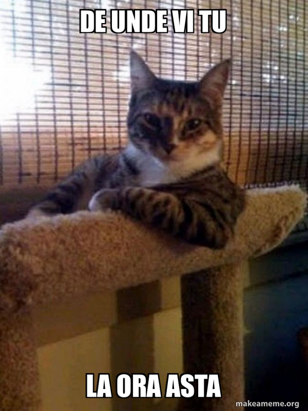 De unde vi tu la ora asta - The Most Interesting Cat in the World Meme ...
