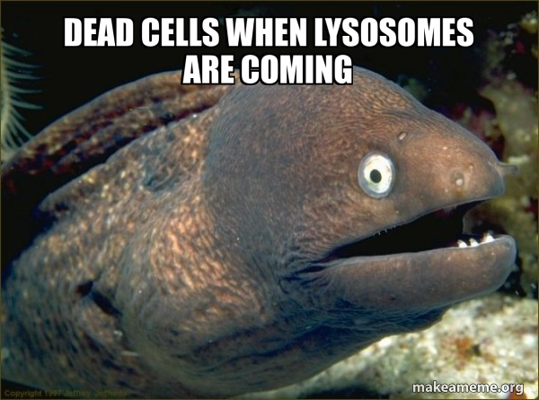 Dead cells when lysosomes are coming - Bad Joke Eel Meme Generator
