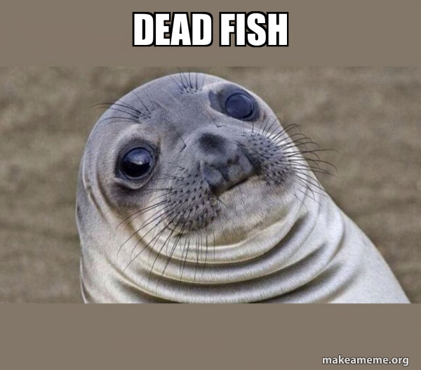 dead fish - Squeamish Seal Meme Generator