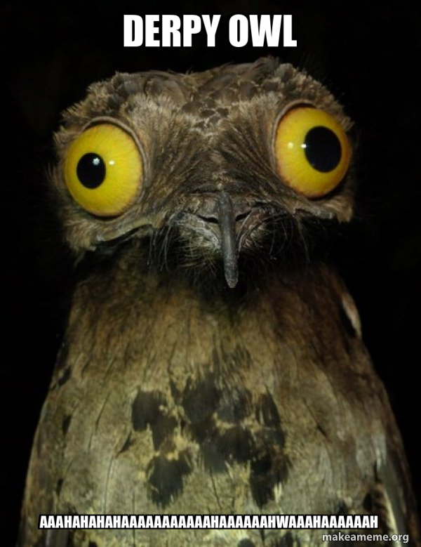 derpy owl aaahahahahaaaaaaaaaaahaaaaaahwaaahaaaaaah - Weird Stuff I do Potoo Meme Generator