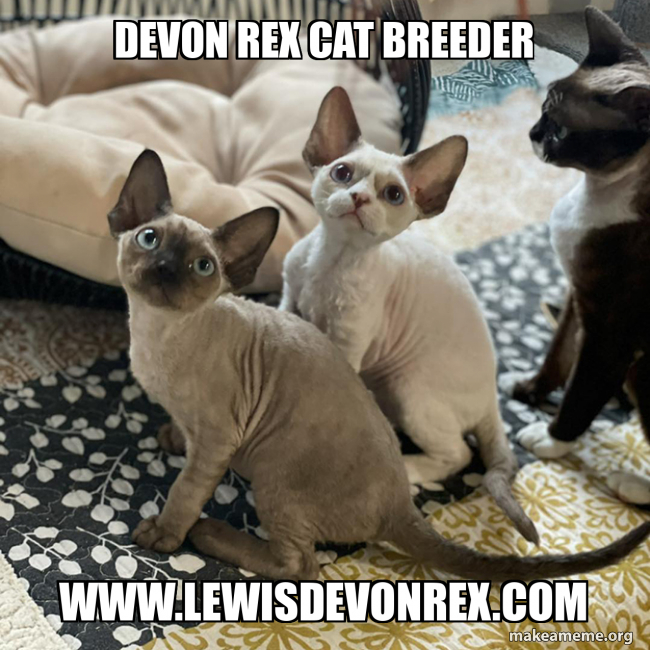 Devon Rex Cat Breeder www.lewisdevonrex.com Meme Generator