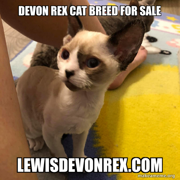 Devon Rex Cat Breed for Sale lewisdevonrex.com Meme Generator