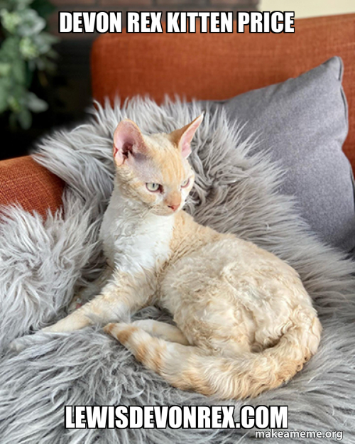 Devon Rex Kitten Price lewisdevonrex.com Meme Generator