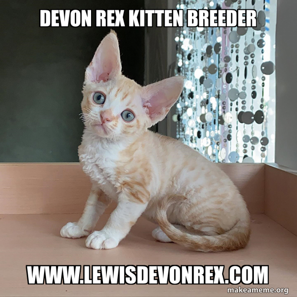 Devon Rex Kitten Breeder www.lewisdevonrex.com Meme Generator