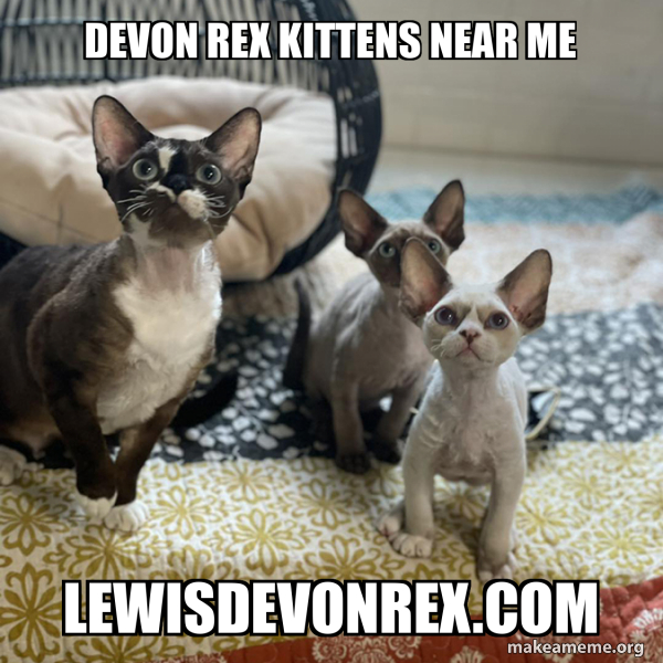 Devon Rex Kittens near Me lewisdevonrex.com Meme Generator