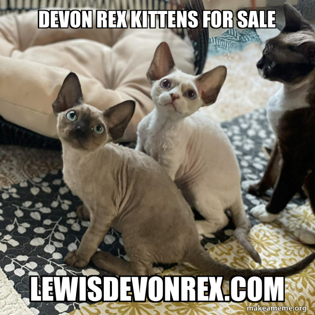 Devon Rex