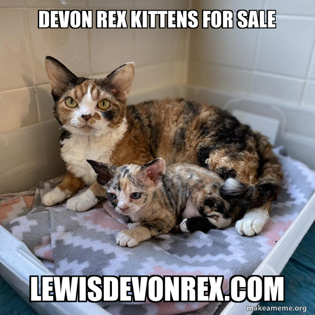 Devon Rex kittens for sale lewisdevonrex.com Meme Generator