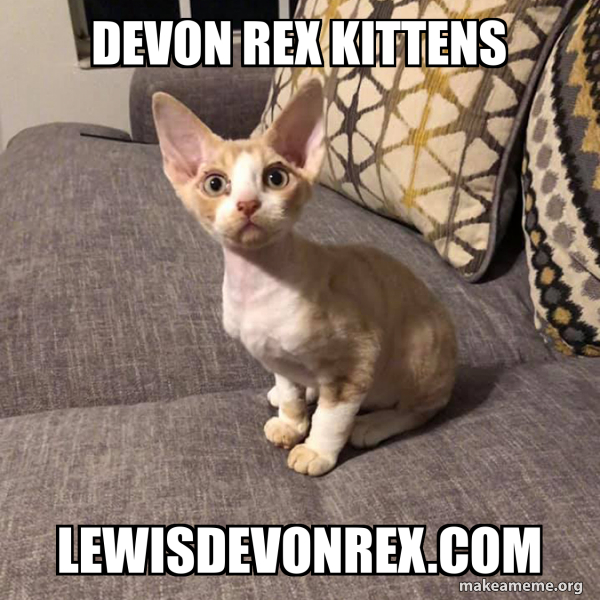 Devon Rex Kittens lewisdevonrex.com Meme Generator