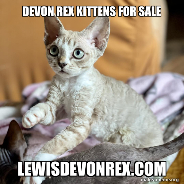 Devon Rex Kittens for sale lewisdevonrex.com Meme Generator