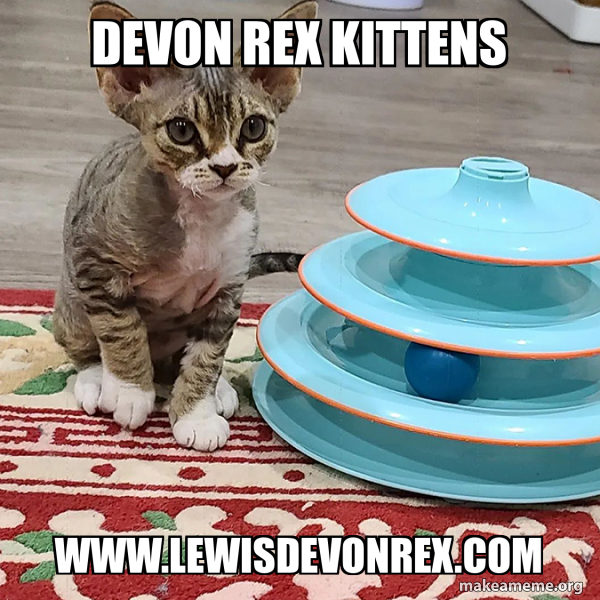 Devon Rex Kittens www.lewisdevonrex.com Meme Generator