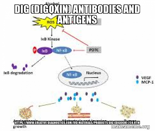 DIG (Digoxin) Antibodies and Antigens https://www.creative-diagnostics ...