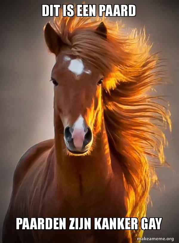 Dit is een paard Paarden zijn kanker gay - Ridiculously photogenic ...