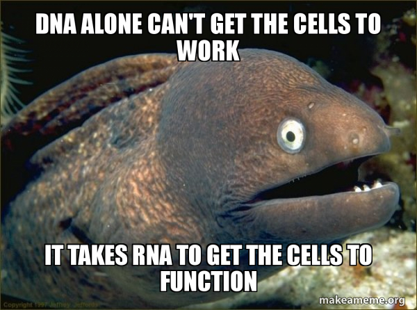 DNA alone can't get the cells to work it takes RNA to get the cells to ...