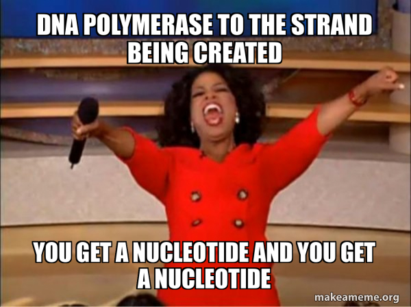 DNA POLYMERASE TO THE STRAND BEING CREATED YOU GET A NUCLEOTIDE AND YOU ...