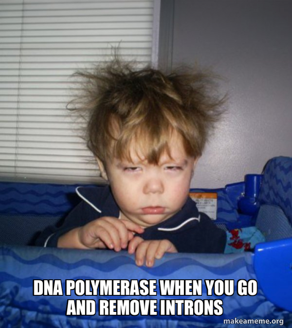 DNA polymerase when you go and remove introns - Monday Mornings Meme ...