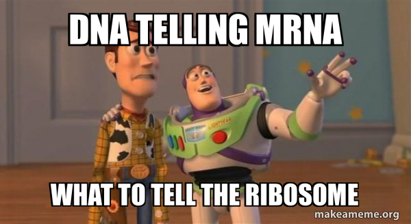 DNA telling mRNA what to tell the Ribosome - Buzz and Woody (Toy Story ...