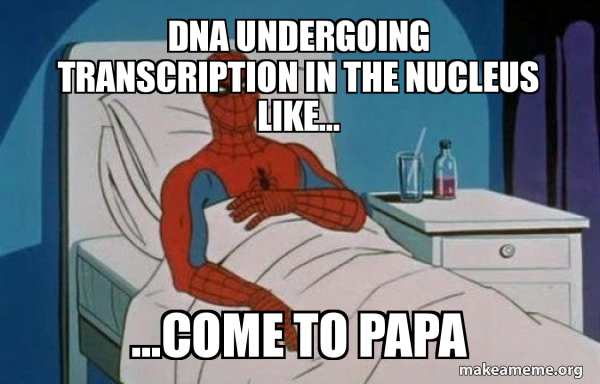 DNA undergoing transcription in the nucleus like... ...come to papa ...