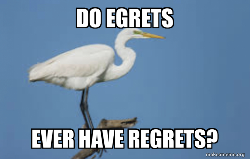 Do egrets Ever have regrets? - Egrets regrets Meme Generator
