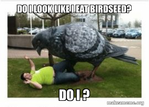 do i look like i eat birdseed? do i ? Meme Generator