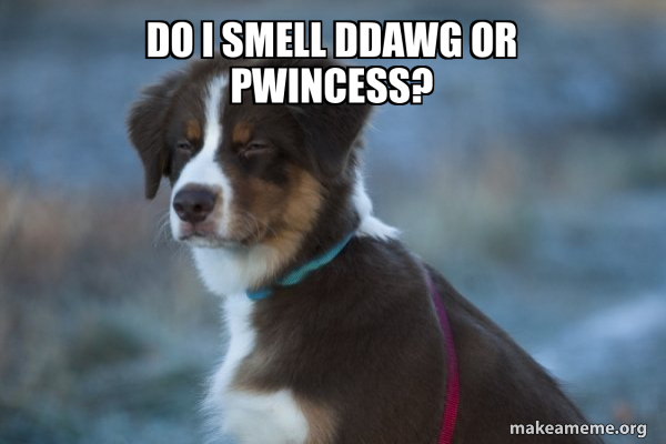 Do i smell ddawg or pwincess? - Unsure Dog Meme Generator
