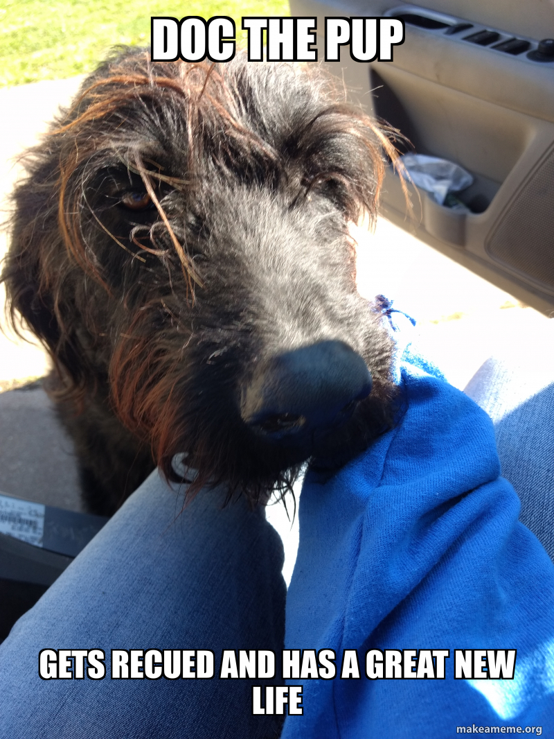 Doc the pup Gets recued and has a great new life Meme Generator