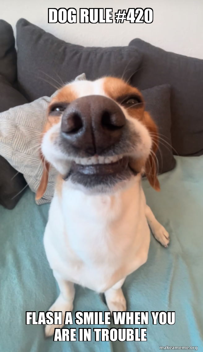 DOG RULE #420 FLash a smile when you are in trouble Meme Generator