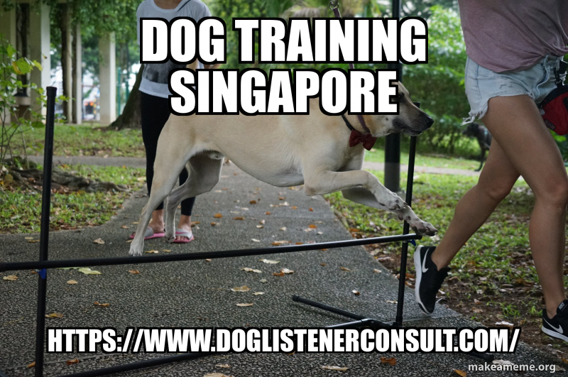 Dog training Singapore https://www.doglistenerconsult.com/ Meme Generator