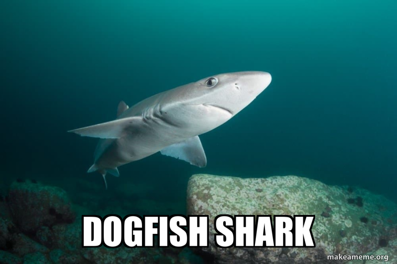 Shark Meme Generator Dirty Joke Dogfish Meme Generator