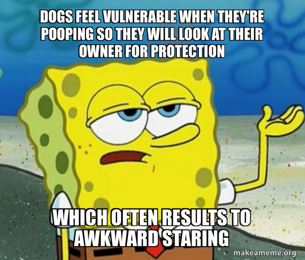 Dogs feel vulnerable when they're pooping so they will look at their ...