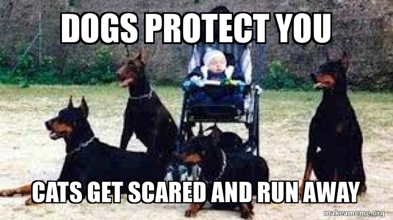 Dogs protect you cats get scared and run away Meme Generator