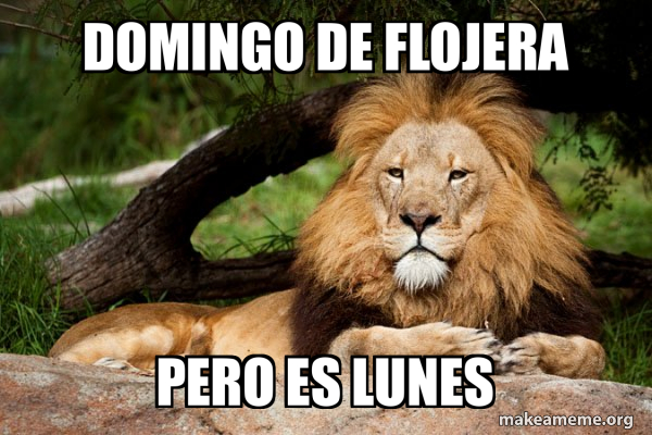domingo de flojera pero es lunes - Contemplative Lion Meme Generator