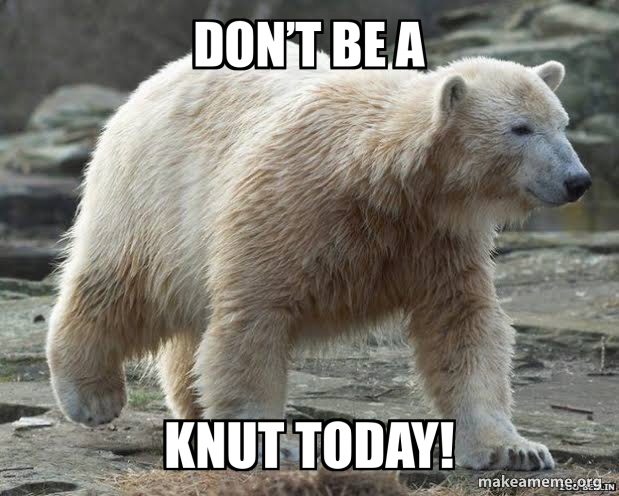 Don’t Be a Knut today! Meme Generator