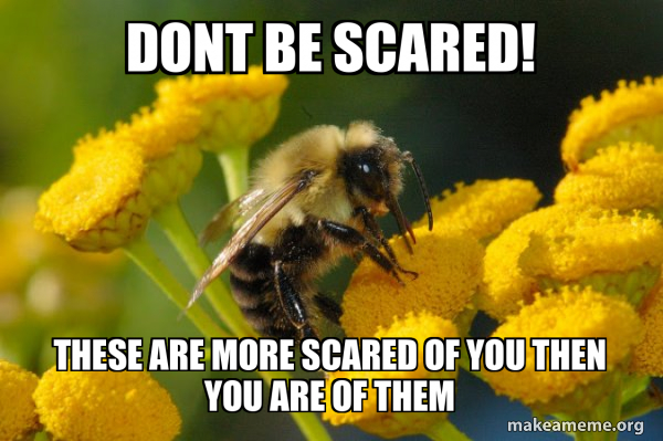 Dont be scared! these are more scared of you then you are of them ...