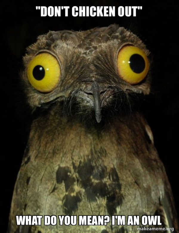 "don't chicken out" what do you mean? I'm an owl - Weird Stuff I do ...