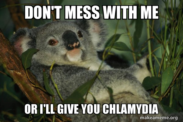 don't mess with me or i'll give you chlamydia - Laid Back Koala Meme ...