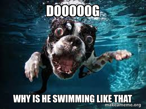 dooooog why is he SWIMMING like that Meme Generator