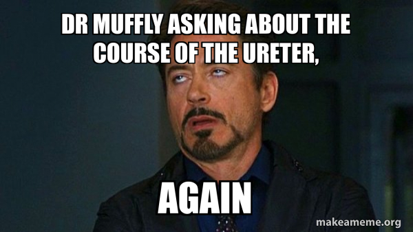 Dr Muffly asking about the course of the ureter, Again - Tony Stark Eye ...